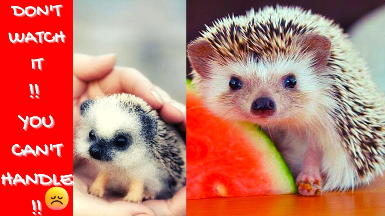 cute porcupine videos || sajarur video ||cute animals #soocute # ...