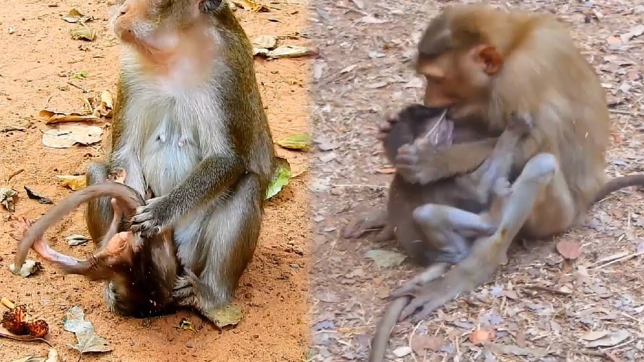 Baby monkey clings to mother monkey, making mother monkey angry - YouTube