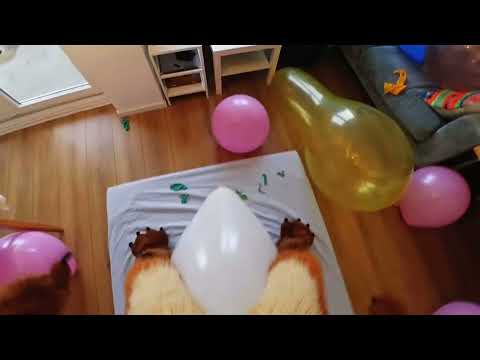 Coyote sitpopping two balloons