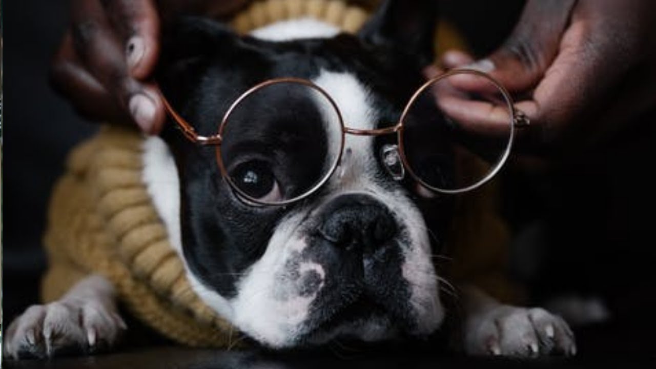 Fantastic Funny Animals Playing - Showing Social Skills#105 - YouTube