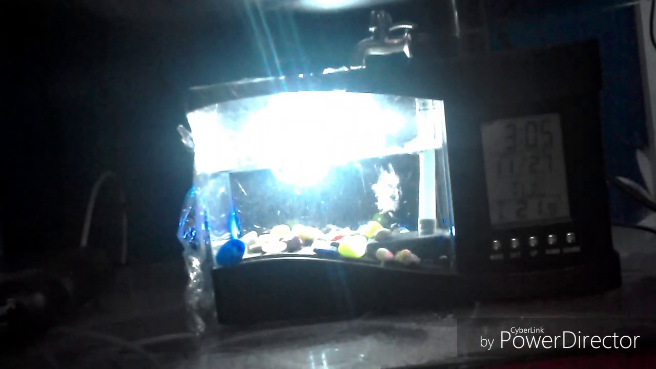 Alarm clock fish tank review - YouTube