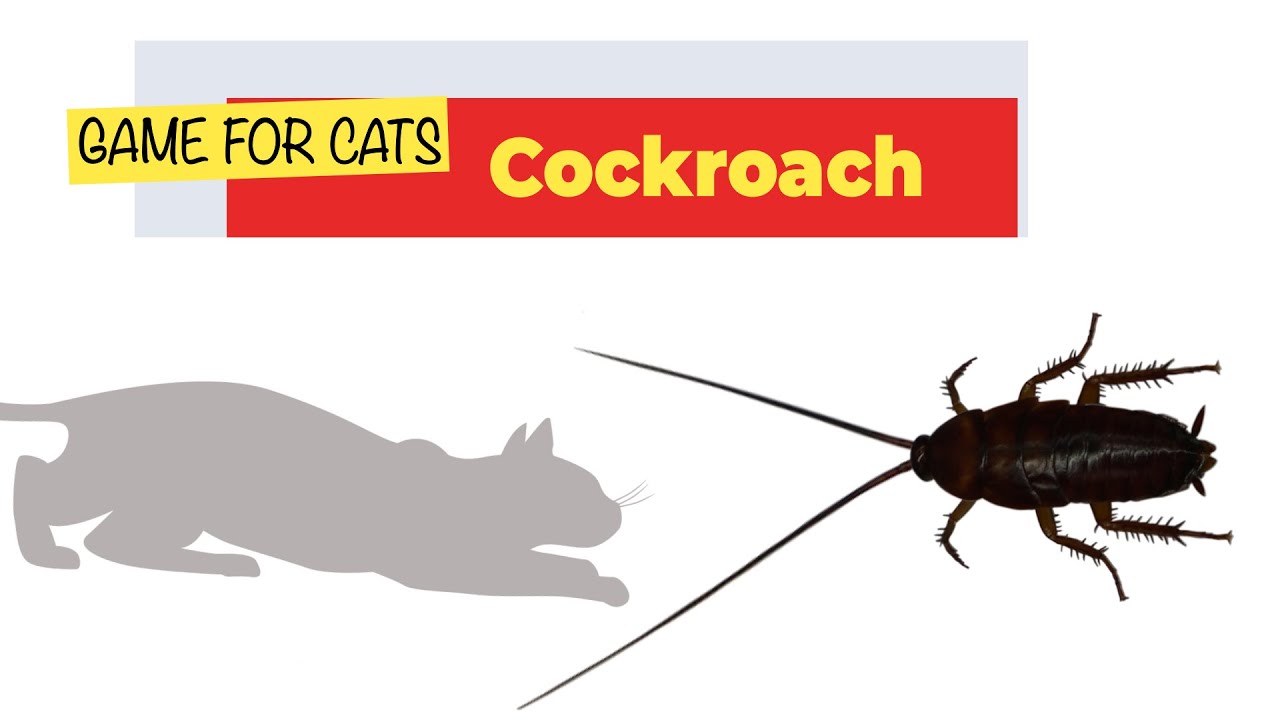 CAT GAMES - REALISTIC COCKROACH FOR CATS TO WATCH - YouTube