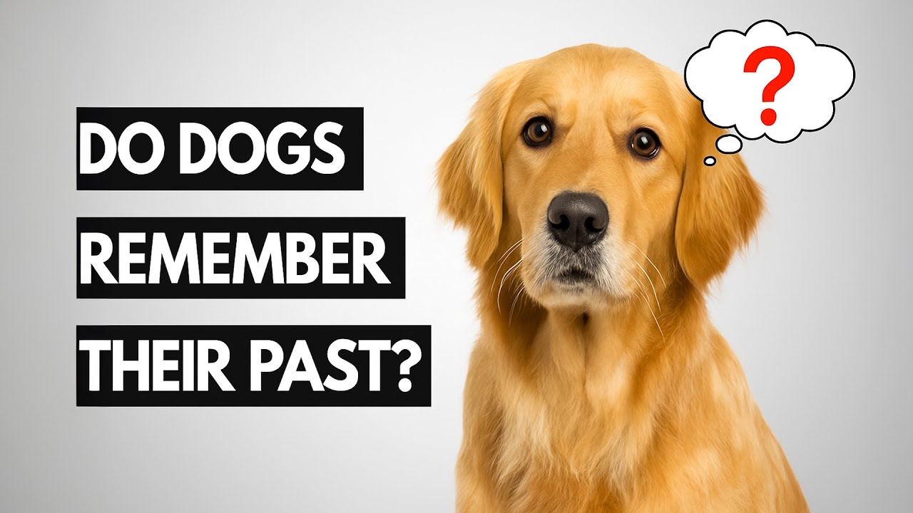 How Much Do Dogs Really Remember? - YouTube