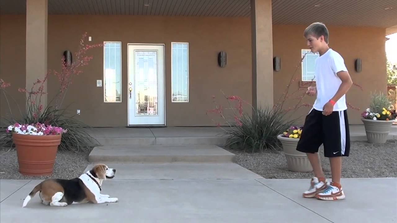Southern Utah Certified Dog Trainer starts dog program at local ...