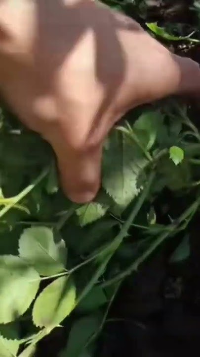 САМЫЙ лёгкий СПОСОБ Укоренить РОЗУ просто Plant Flower Flowerplant