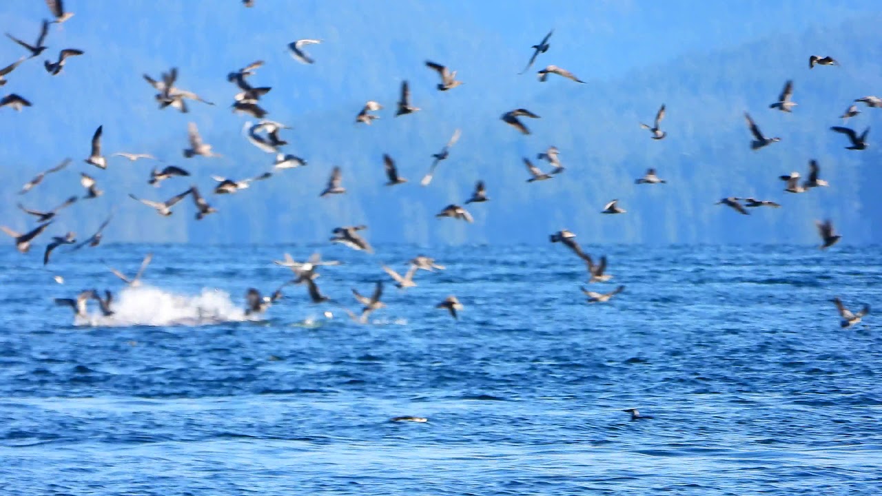 september 28 2019 10:05 - surfacing & lunge feeding Humpback Whales ...
