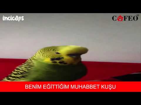 Muhabbet Kuşu Ana Avrat Düz Gidiyor.mp4