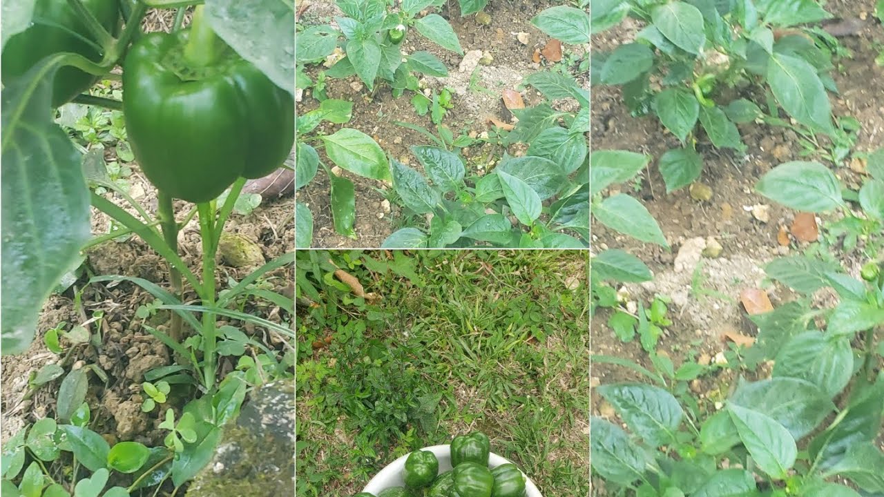 weeding sweet pepper|| pruning dead leaves from sweet pepper. - YouTube
