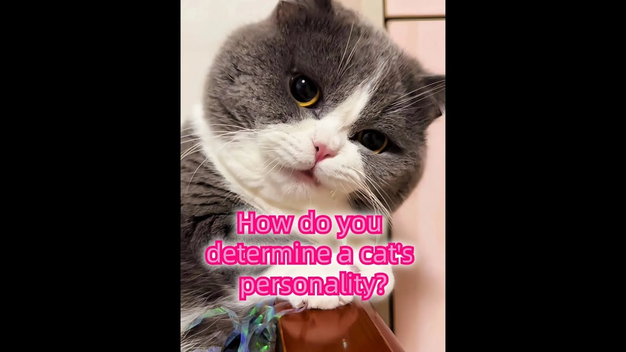 How do you determine a cat's personality? - YouTube