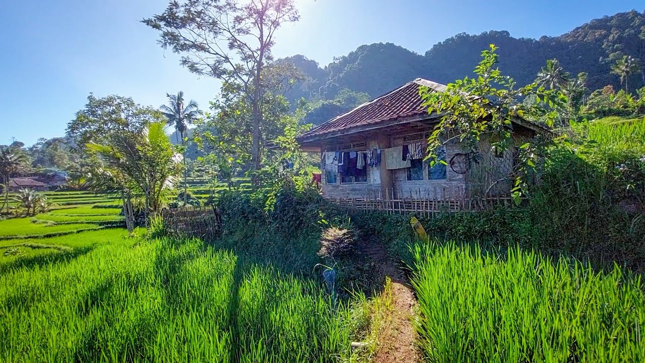 Nyaman Banget.. Begini Rasanya Tinggal Di Desa Dengan Pemandangan Alam ...