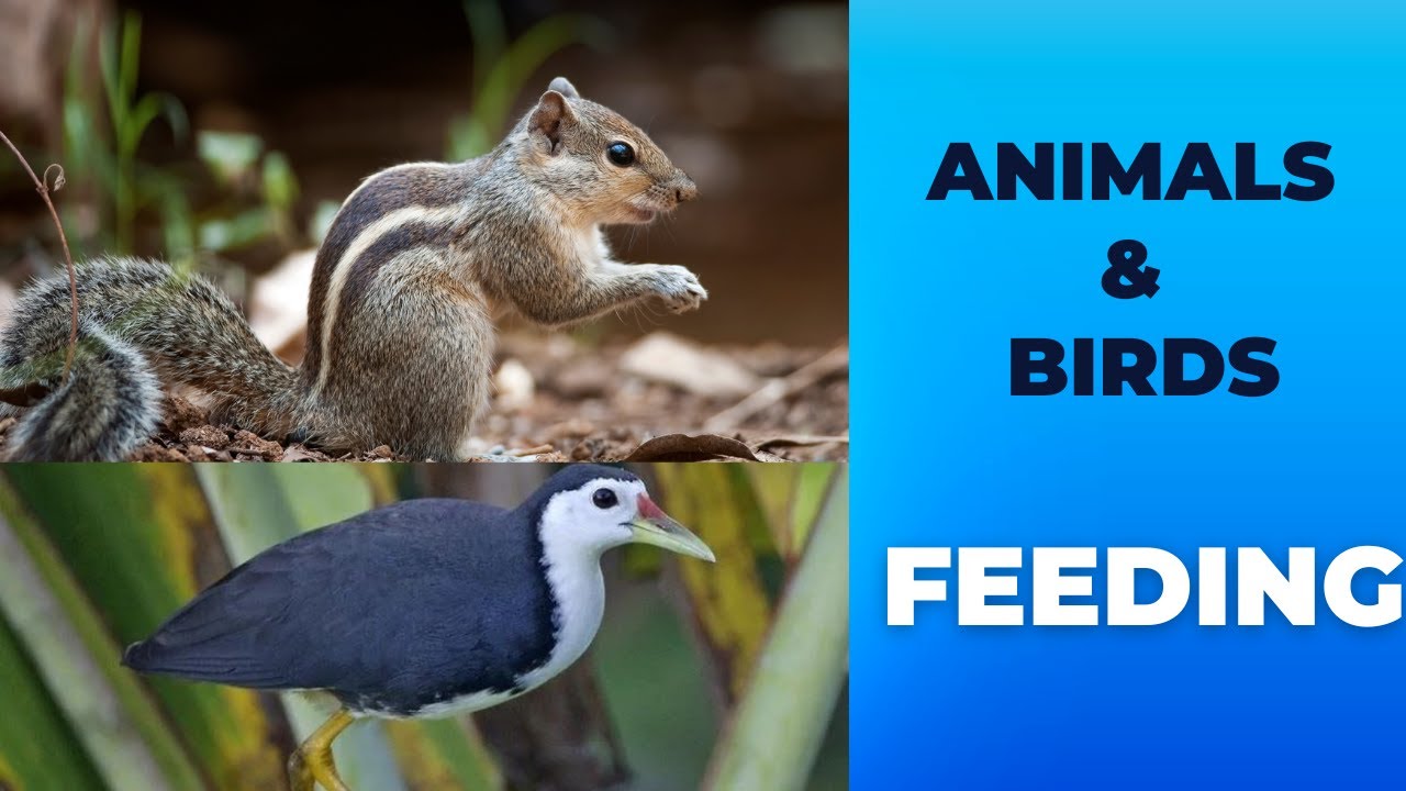 live animal feeding videos Tips - Squirrels & Birds - YouTube