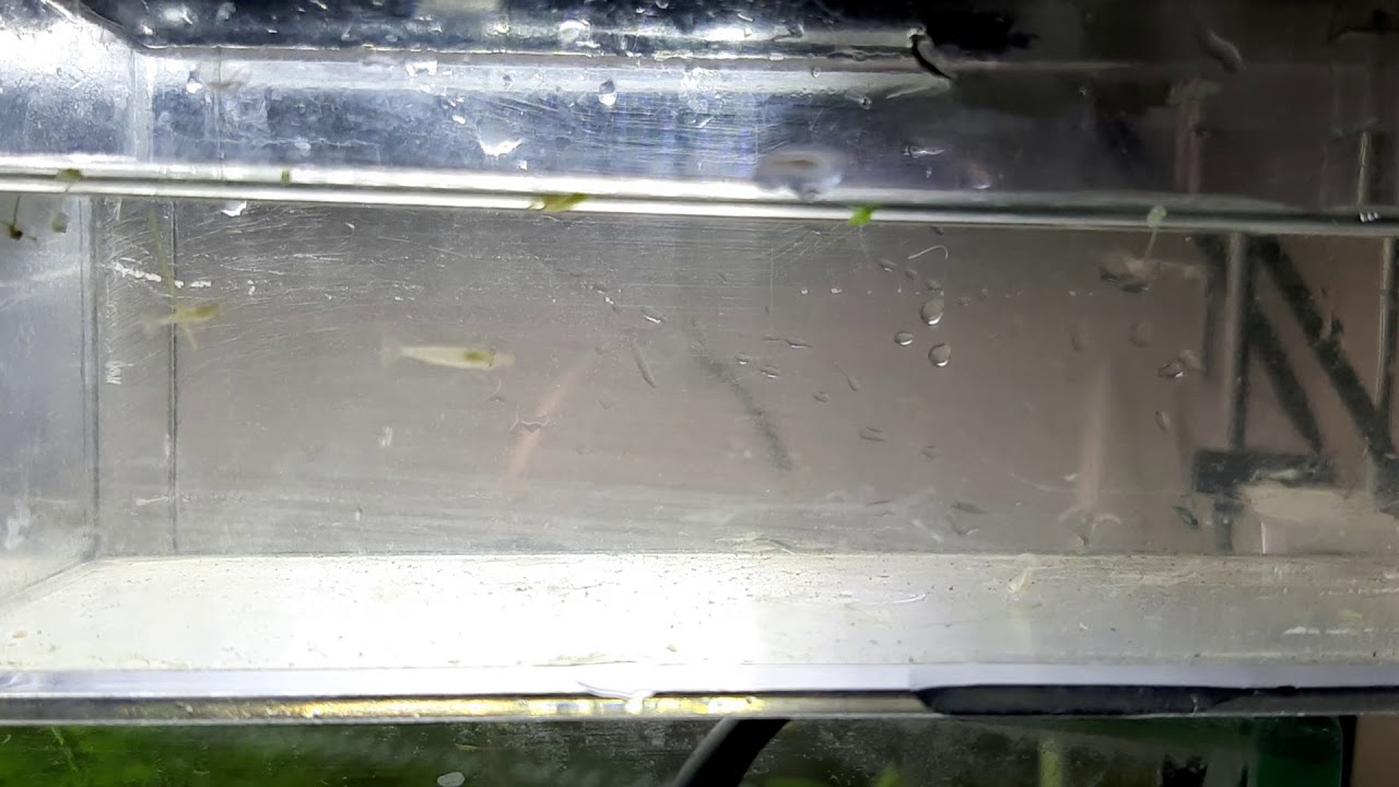 Reproduction crevettes japonica (crevette amano) - YouTube