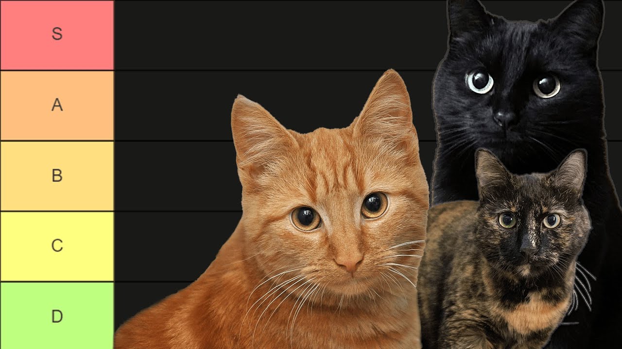 Screw it, we ranking cats - YouTube