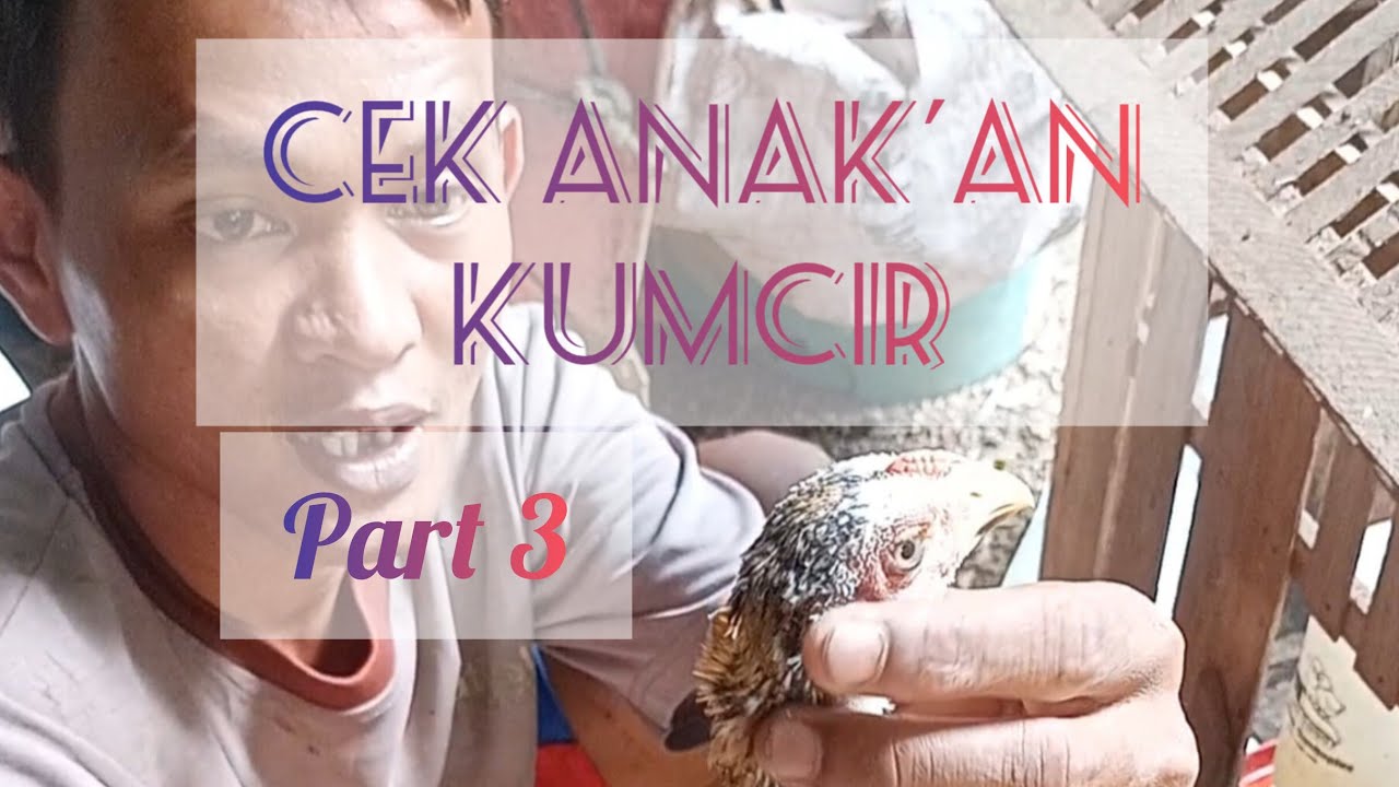 Cek anak'an ayam kuncir part 3 - YouTube