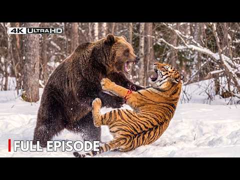 WILD SIBERIA | Russia's Most Brutal Wilderness | FULL EPISODE | Wildlife Documentary 4K