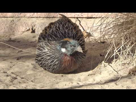 Koklass Pheasant ♂