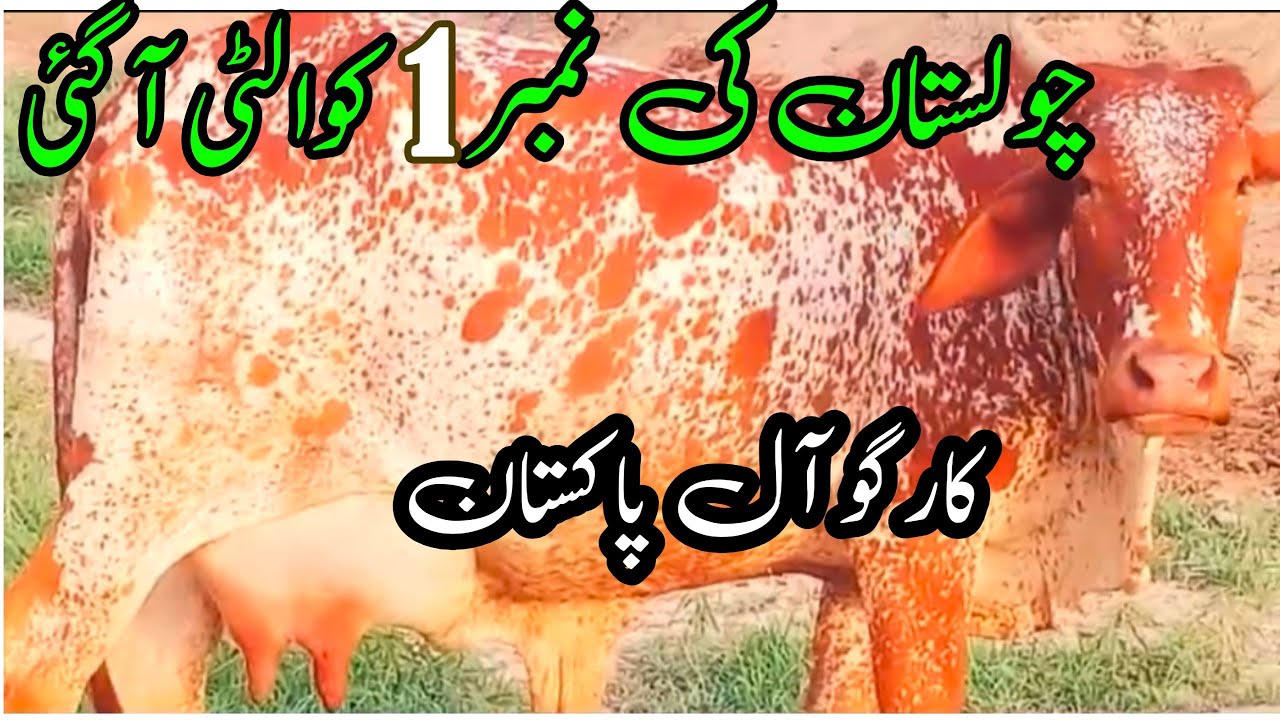 Pure Cholistani Super Quality Cow For Sale Near Madrassa Mandi ...