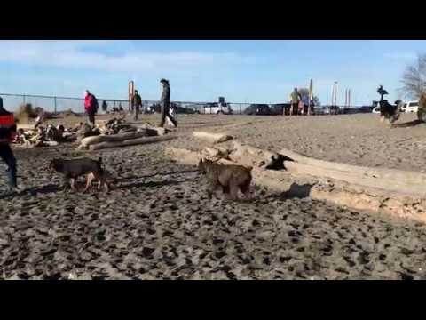 Edmonds Marina Beach Dog Park - YouTube