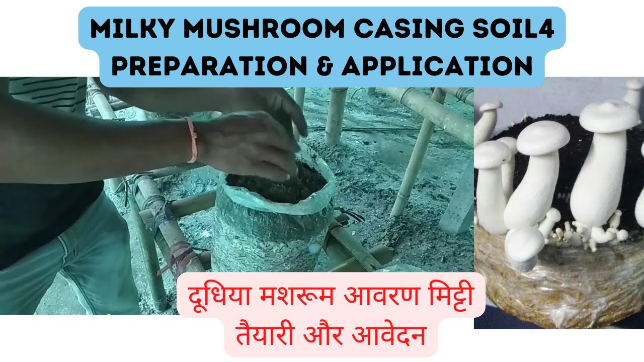 Milky Mushroom Casing Preparation || Casing Soil Preparation of ...