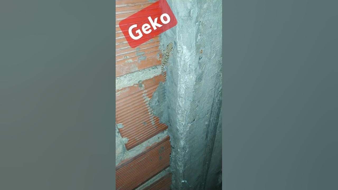 Geko - YouTube