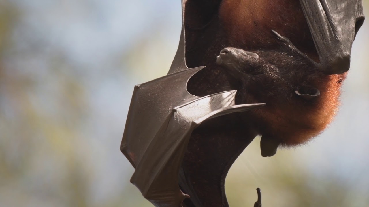 Keluang di Malaysia - YouTube