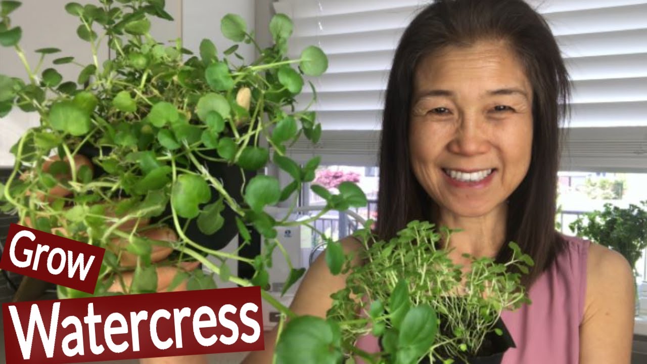 How to Grow Organic Watercress at Home from Seeds - YouTube