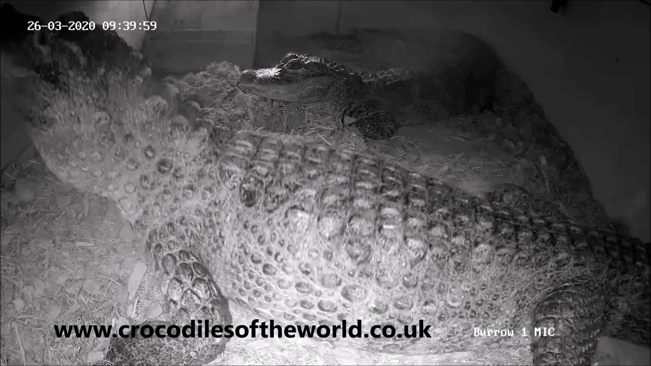 Chinese alligator waking up from hibernation bellow - YouTube