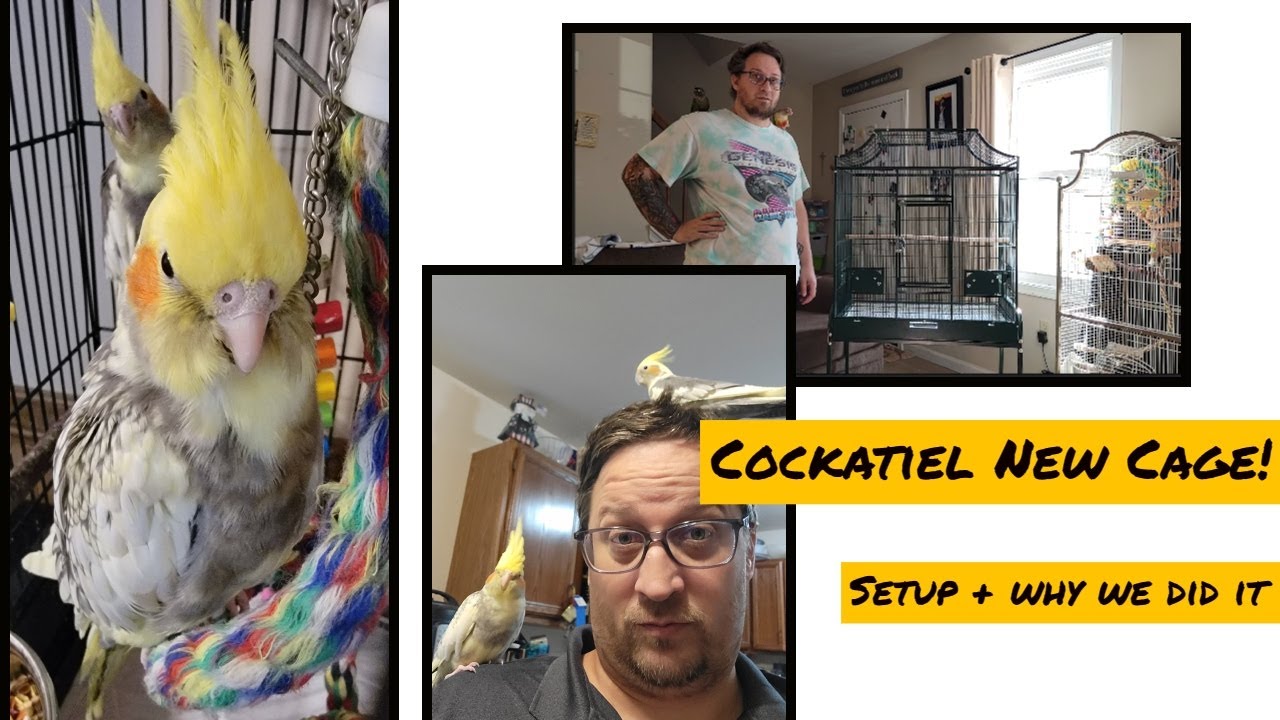 New Cockatiel Cage! Setting up.. - YouTube