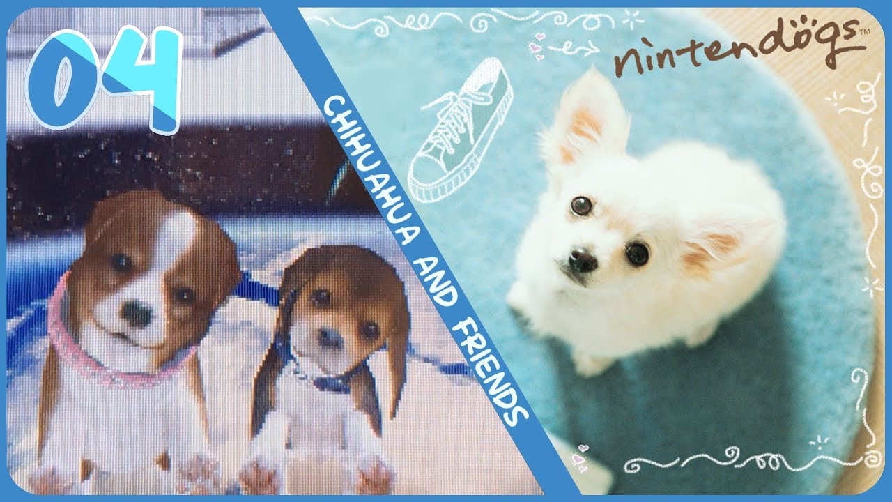 NINTENDOGS (Chihuahua & Friends) - 04 - Update 29.02 [ITA] - YouTube