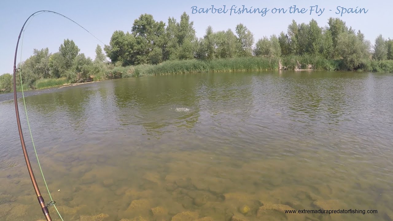 Barbel Fly Fishing Spain - YouTube