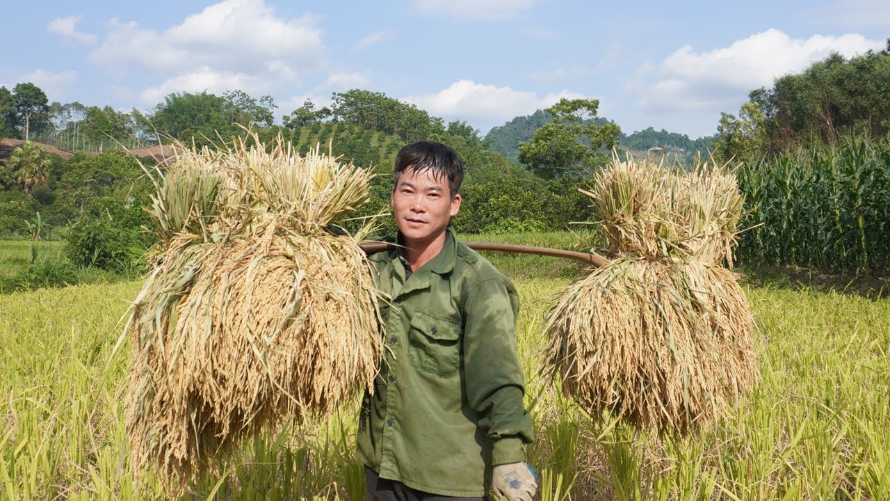 Harvesting rice, gather rice and thresh it with a threshing machine ...