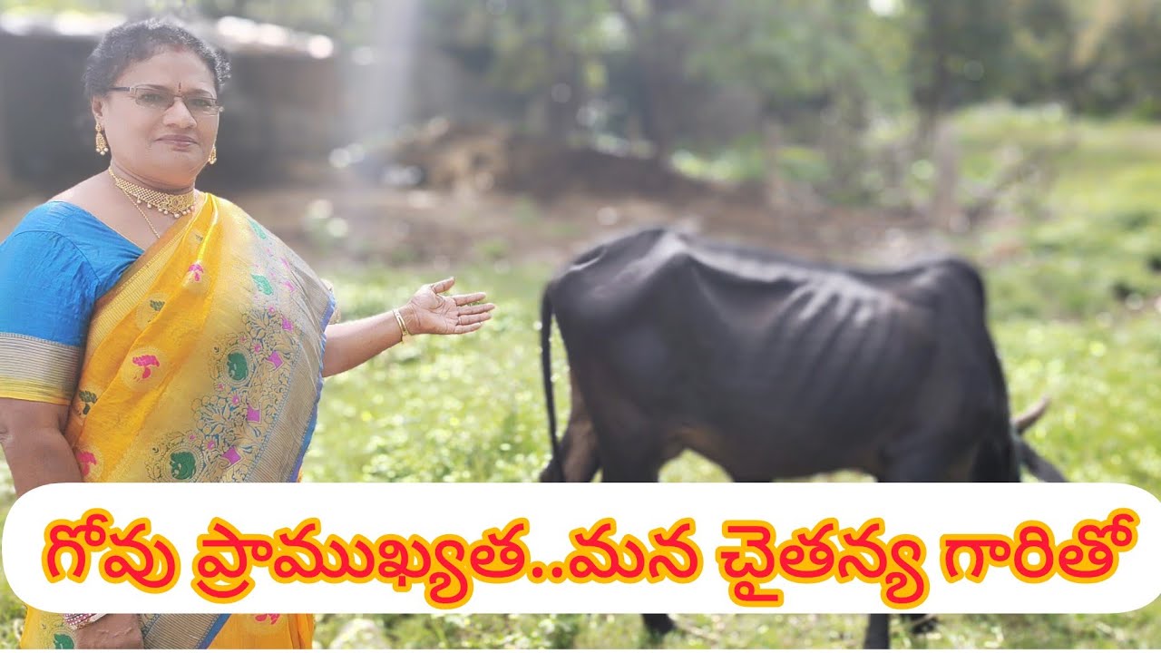 importance govu and goshala by chaitanya garu - YouTube