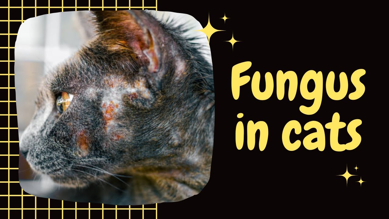 Cat fungi and methods of treatment 🐈#cat - YouTube