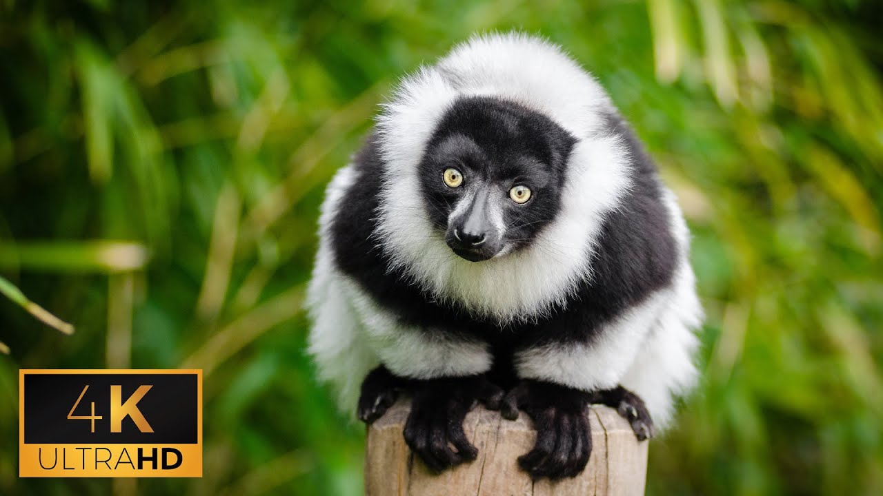 Wildlife amazing animals collection in 4K - Part #1 - YouTube