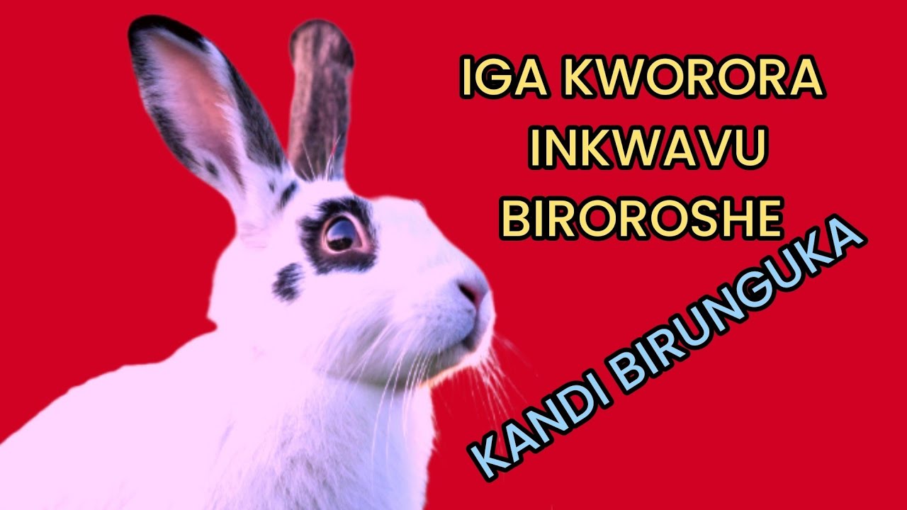 PART 1 :MENYA IBI KU BWOROZI BW'INKWAVU WITEZE IMBERE - YouTube