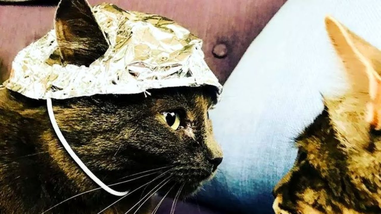The CIA Performed A Controversial Experiment On Cats That’s Still ...