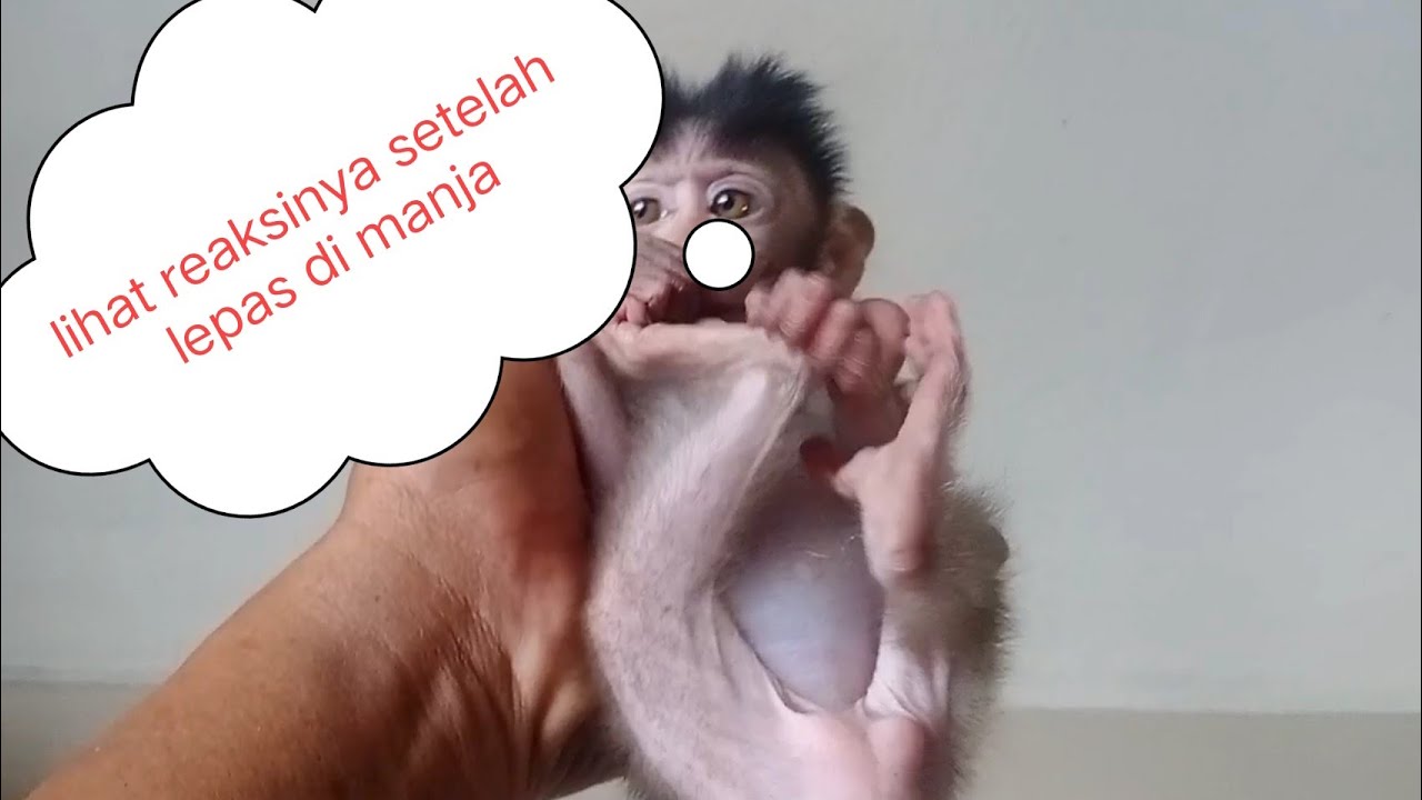 baby monkey merajuk - YouTube