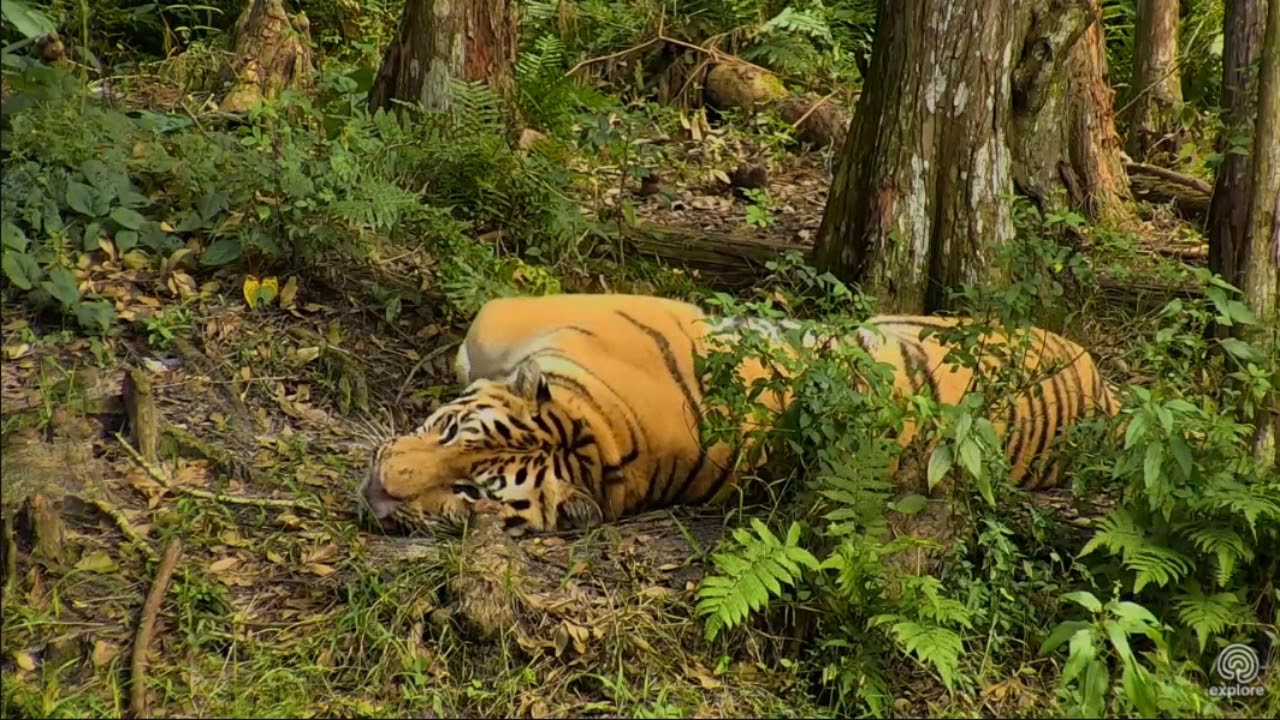 Itchy, rolling tiger - YouTube