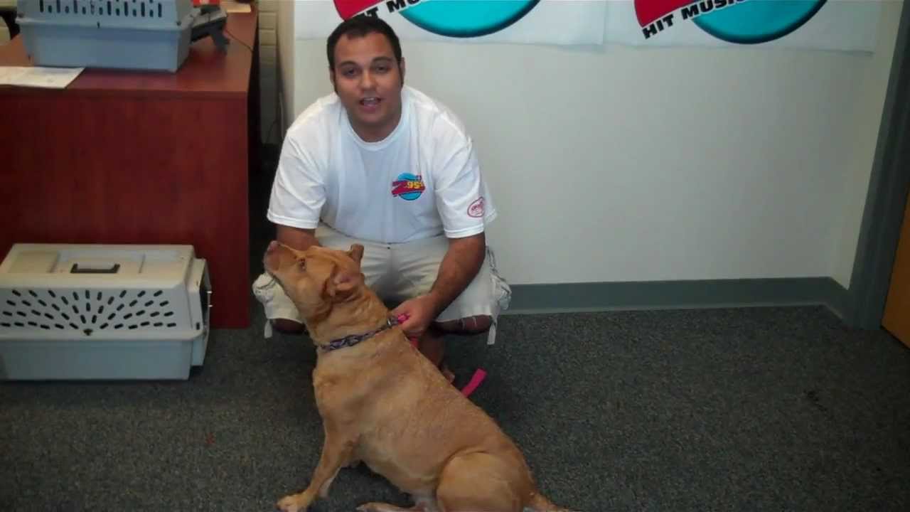 Z95.5 Pet of the Week - YouTube