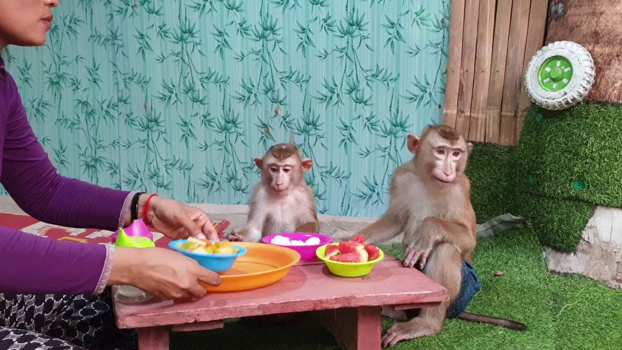 Lovely family monkey Koko and Yoko daily life /Koko&Yoko official - YouTube