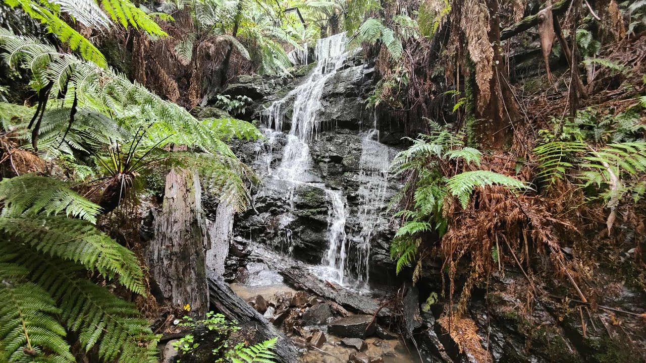 Tara Bulga Nation Park Cyathea Falls - YouTube