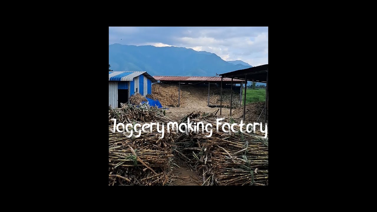 Jaggery Factory | Traditional Jaggery Making | VILLAGE FOOD FACTORY ...