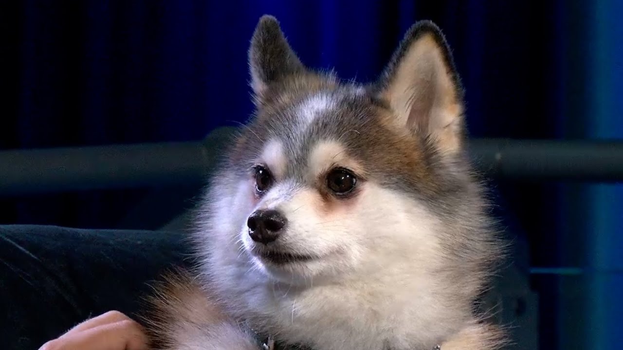 Doggo is new Talent on TI Panel - YouTube