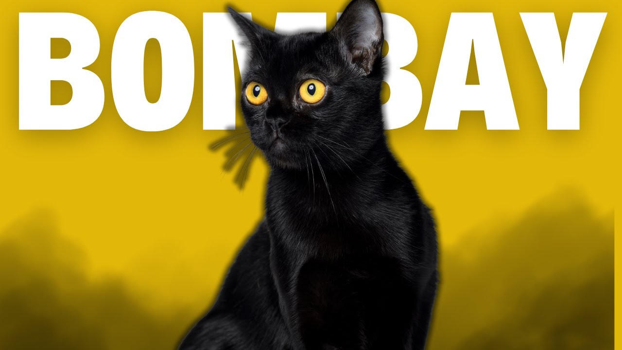 Bombay Cats 101: All About the Mini Panther Cat Breed! - YouTube