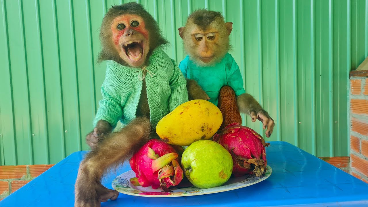 The Asher Monkey said the fresh fruit was so delicious! - YouTube