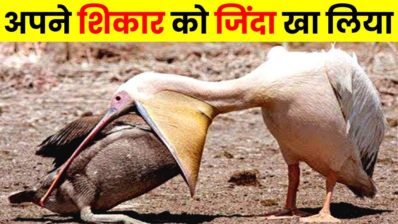 अपने शिकार को जिंदा खा लिया । Hungry Birds Shockingly Swallowing Their ...