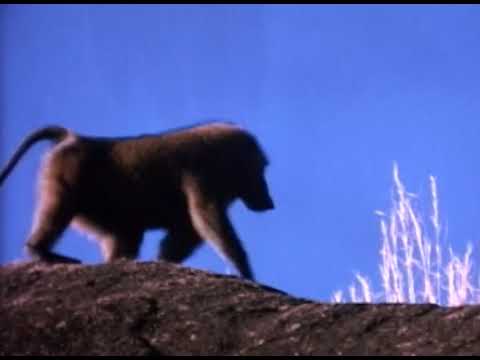 Around the World Odyssey - Will Louden - Game in Africa - YouTube