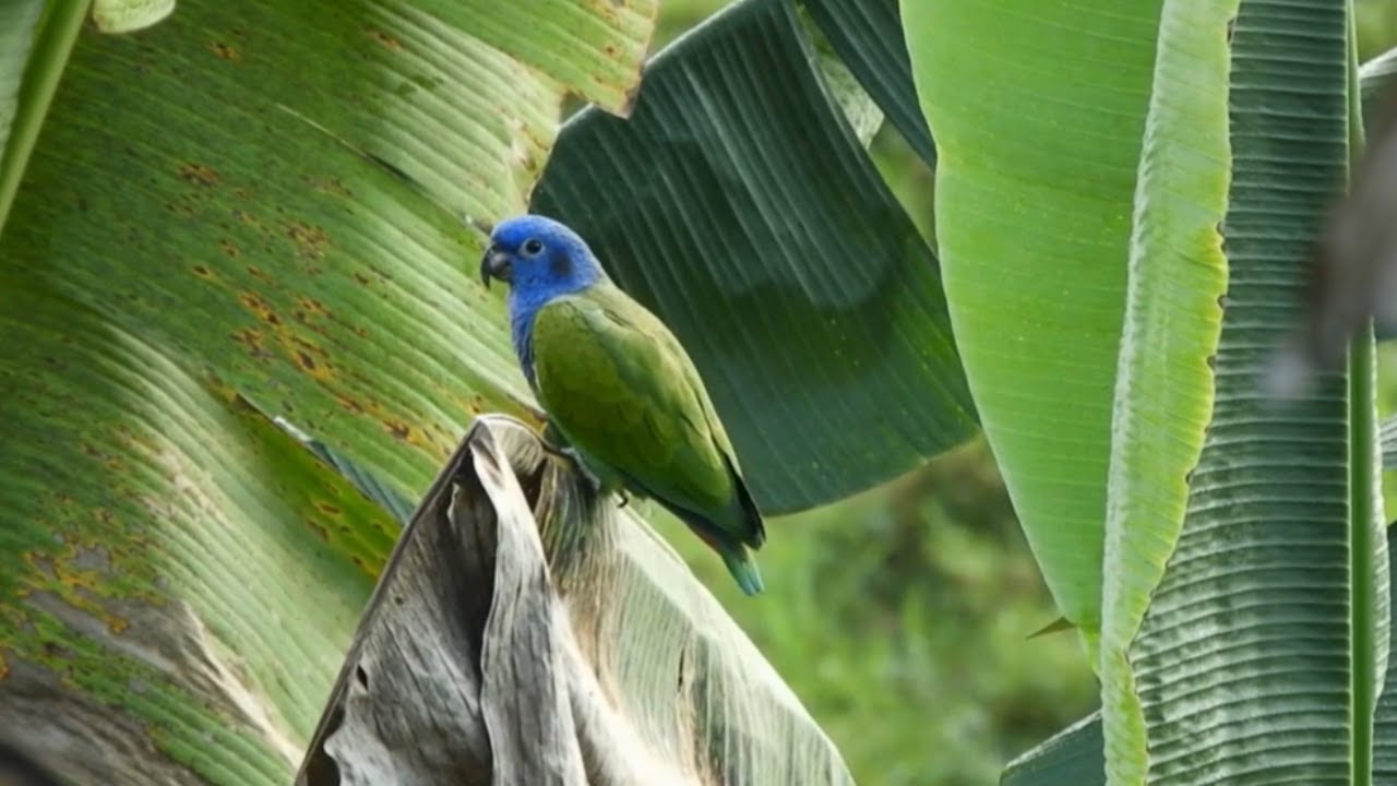 Blue Headed Parrot Pionus sitting on Leaf | Palpable Sunlight - YouTube