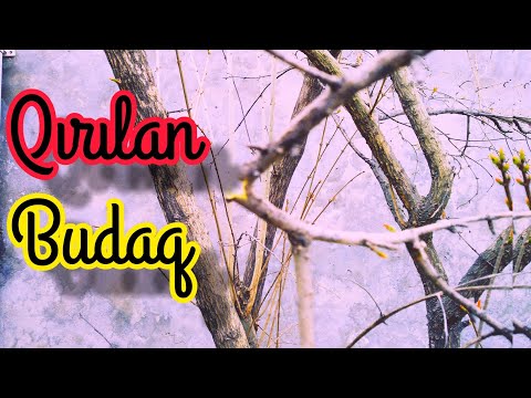 Qırılan Budaq- SUPER İFA