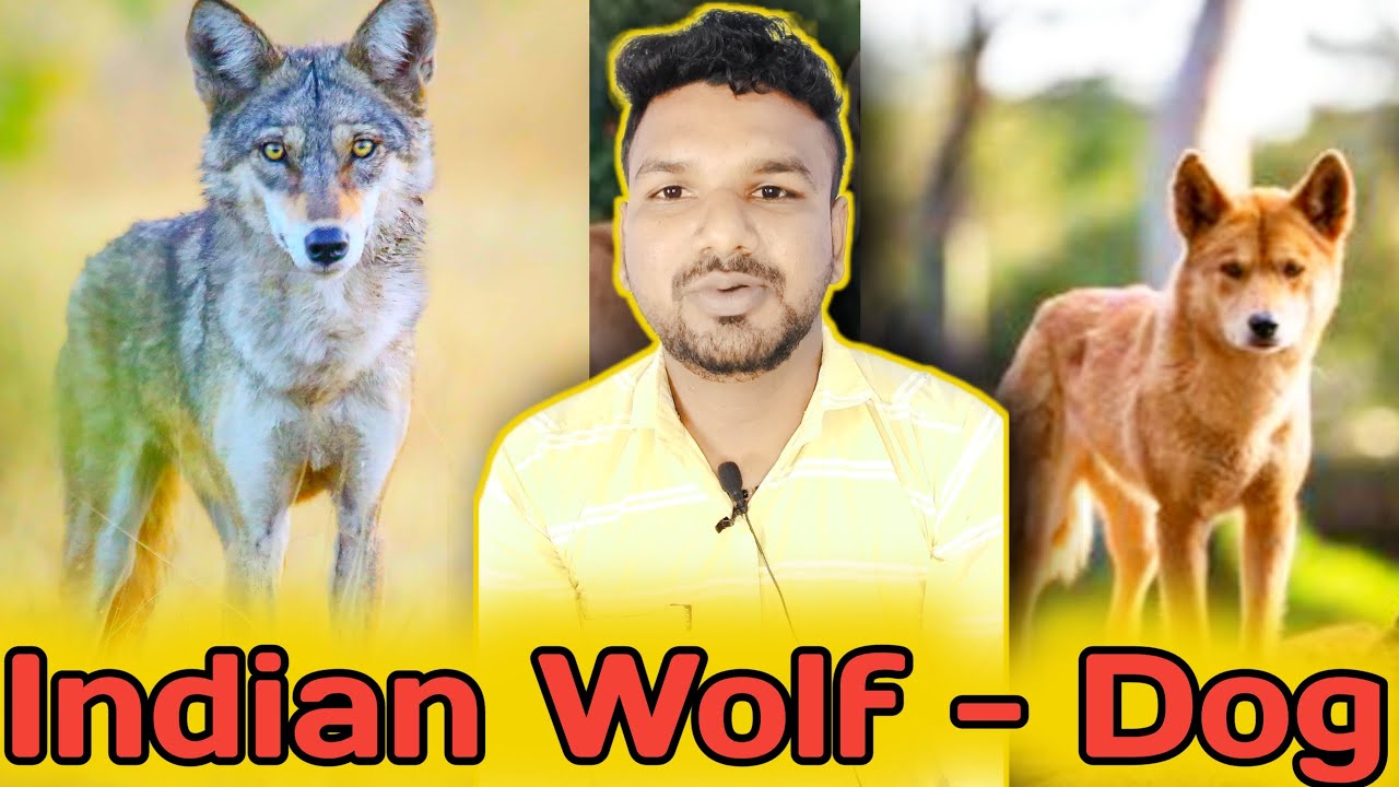 📊The consequences of the 🦊wolf originated in 🇮🇳India 📊 Explained ...